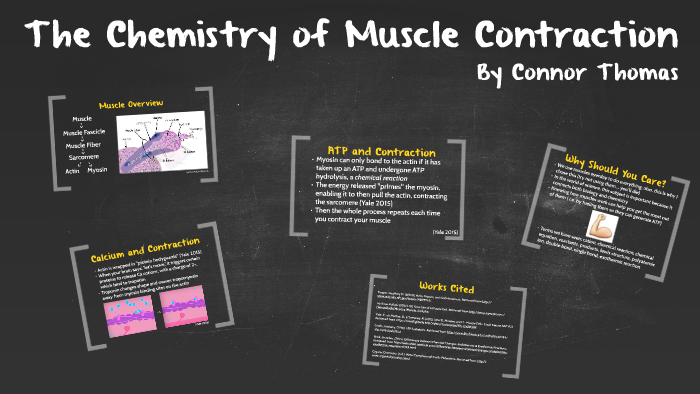 The Chemistry of Muscle Contraction by on Prezi