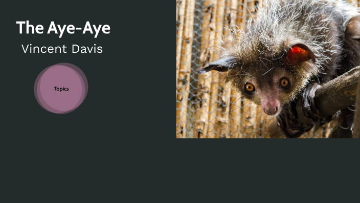 The Aye-Aye - Vincent Davis by Vincent Davis on Prezi