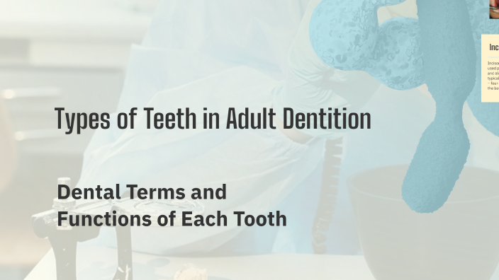 Types of Teeth in Adult Dentition by Sher Shirley on Prezi