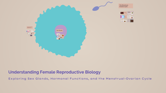 Understanding Female Reproductive Biology by Sachin malakannavar on Prezi
