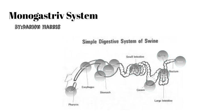 Pig-MonoGastric System by Darion Harris on Prezi
