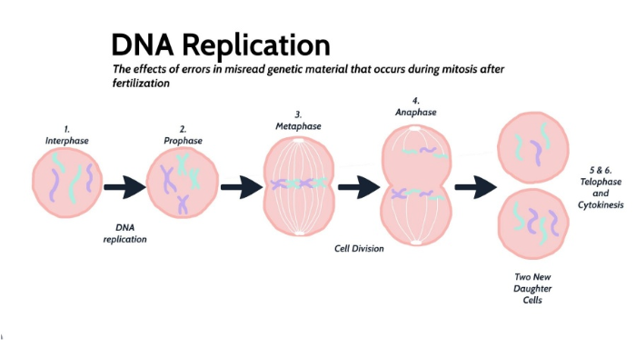 DNA replication by Monty H on Prezi