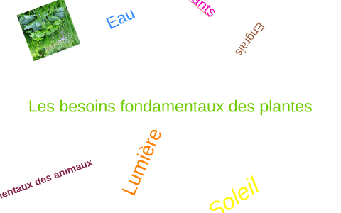 Les besoins fondamentaux des plantes by Annabelle Basque on Prezi