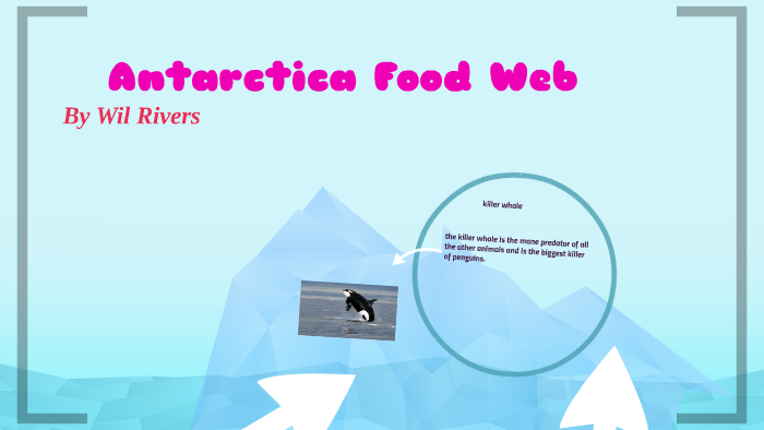 Antarctica Food Web by wil rivers on Prezi