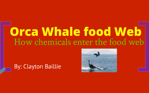 Orca whale food Web by clayton baillie on Prezi