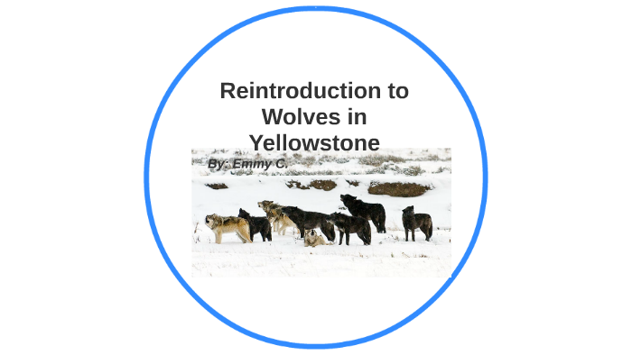 Reintroduction to Wolves in Yellowstone by Emmy Calderon on Prezi