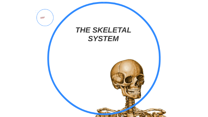 Skeletal Presentation by on Prezi