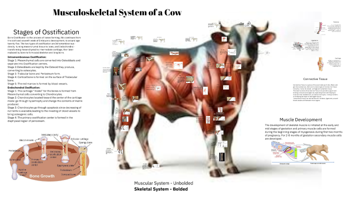 Cow Musculoskeletal System by Rebekah Williamson on Prezi