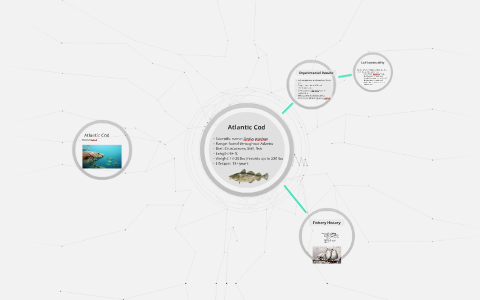 Atlantic Cod by Anthony Novelli on Prezi