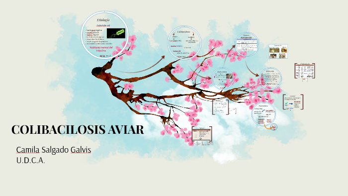 COLIBACILOSIS AVIAR by Camila Salgado Galvis on Prezi
