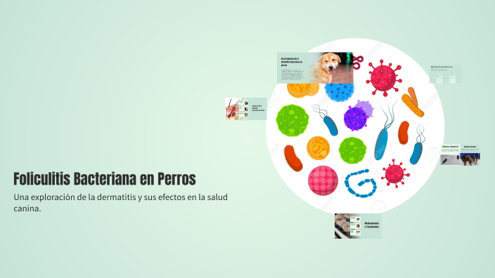 Foliculitis Bacteriana en Perros by Valentina Alvarez on Prezi
