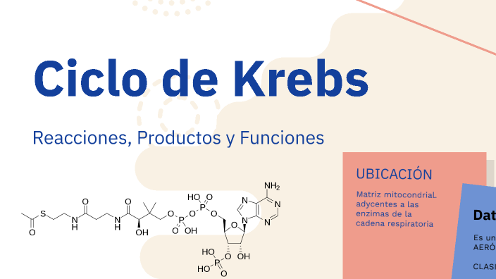 Ciclo de Krebs by Yazel Castillo on Prezi