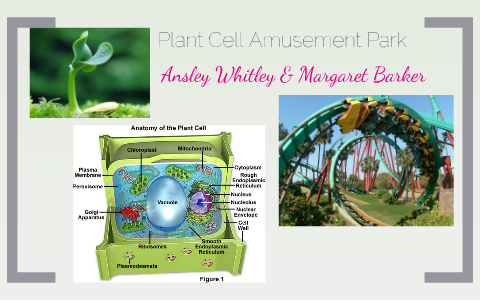 Welcome to the Plant Cell Amusement Park by Ansley Whitley on Prezi