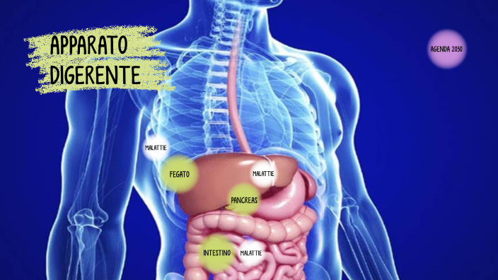 INTESTINO, FEGATO E PANCREAS by Sofia Buttacavoli on Prezi