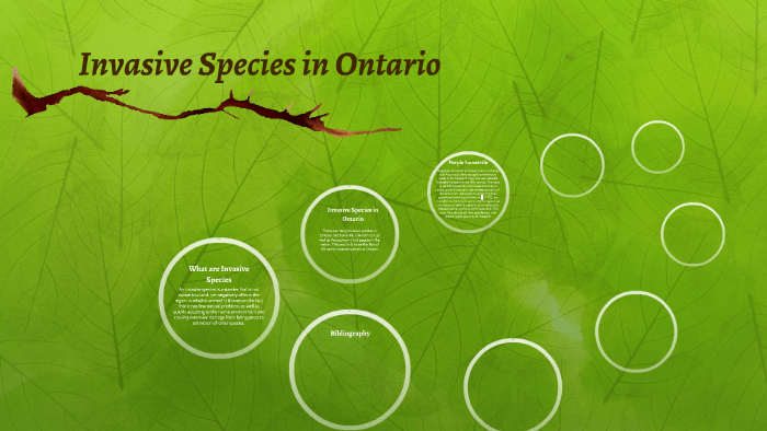 Invasive Species in Ontario by Eric Fang on Prezi