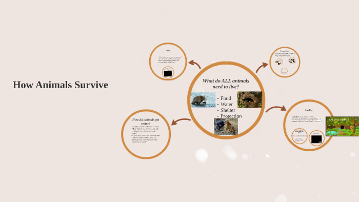 How Animals Survive by Amaris Harvell on Prezi