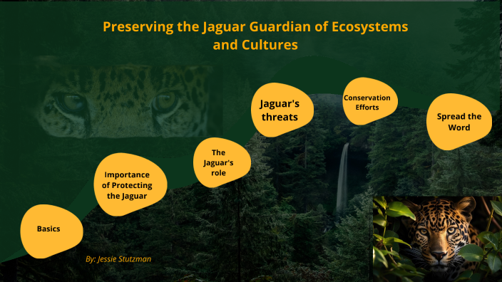 Preserving the Jaguar Guardian of Ecosystems and Cultures by Jessie ...