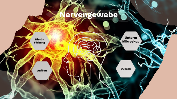 Nervengewebe LF12 by Joris Rickert on Prezi