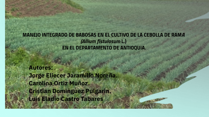 Manejo integrado de babosas en cultivos de cebolla de rama Alium ...