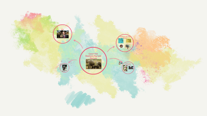 Cancer Free Elephants May hold The Cure by Rachel Shiels on Prezi