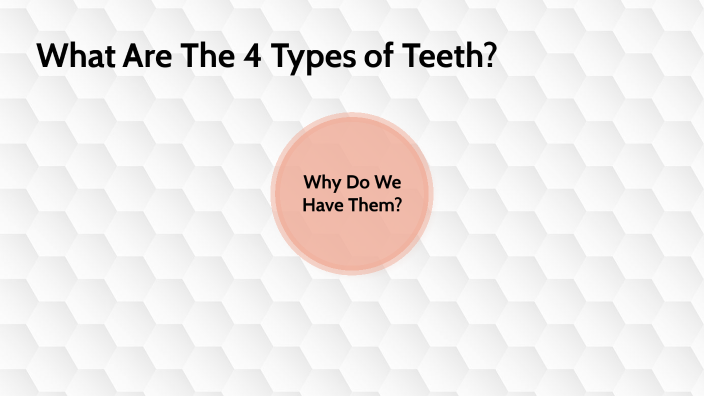 What Are The 4 Types of Teeth and Why Do We Have Them? by Катерина ...