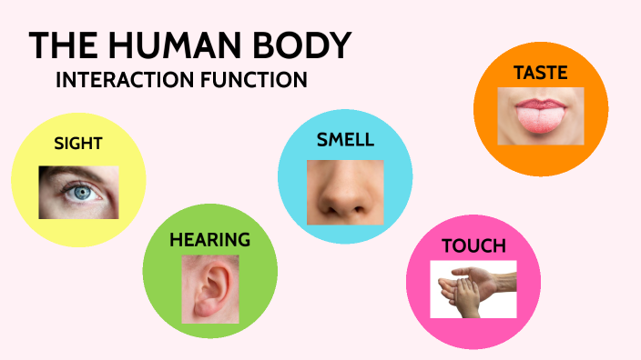 THE HUMAN BODY: INTERACTION FUNCTION by Tania Gascueña on Prezi