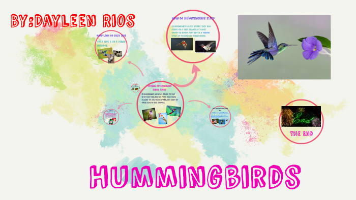Humming birds by Dayleen Rios on Prezi