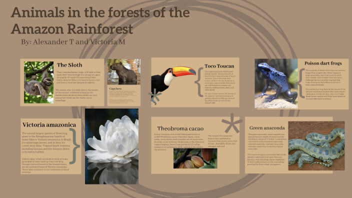 Animals in Rainforest by Alexander Tsui on Prezi