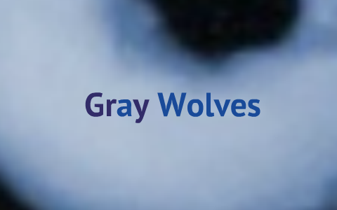 Gray Wolves by Aryan Sareen on Prezi