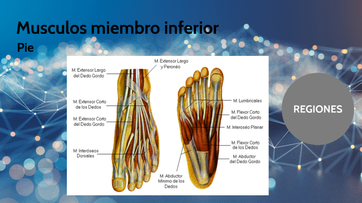 Músculos del pie by alejandra benavides on Prezi
