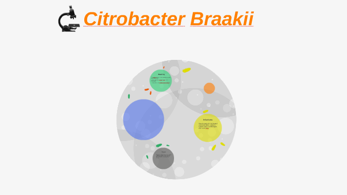 Citrobacter Braakii by Grayson Gillette on Prezi