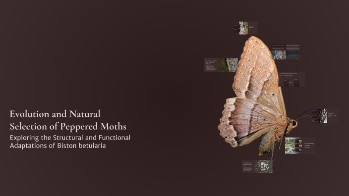 Evolution and Natural Selection of Peppered Moths by Lenni Roach on Prezi