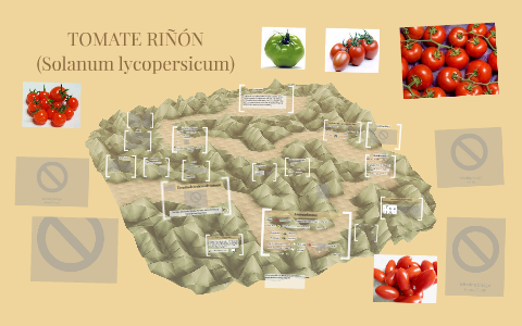 TOMATE RIÑÓN by viviana alvarado on Prezi