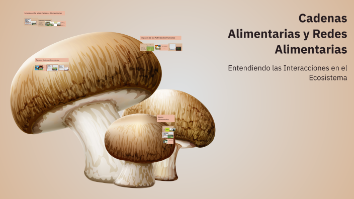 Cadenas Alimentarias y Redes Alimentarias by Mar Gonzalez Alejandro on ...