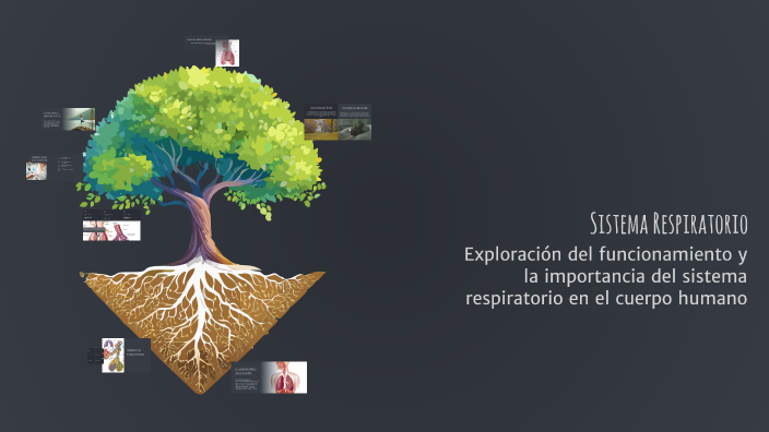 Sistema Respiratorio by Gene PINEDA CHAVES on Prezi