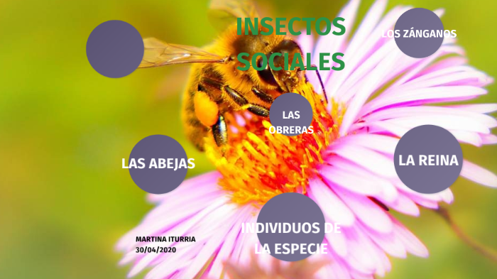 INSECTOS SOCIALES by Claudia Fernández on Prezi