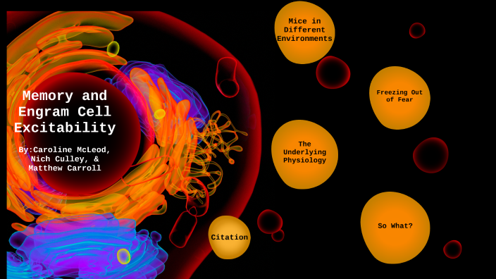 Engram Cells by Nicholas Culley on Prezi