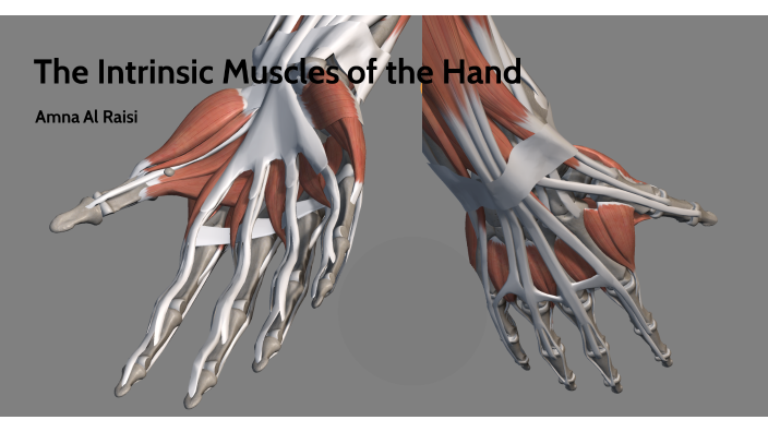 The Intrinsic Muscles of the Hand by Amna Al Raisi on Prezi