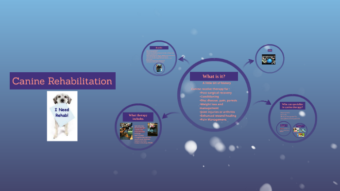 Pet Therapy by Alison Custeau on Prezi