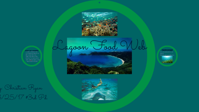 Lagoon Food Web by Christian Ryan on Prezi