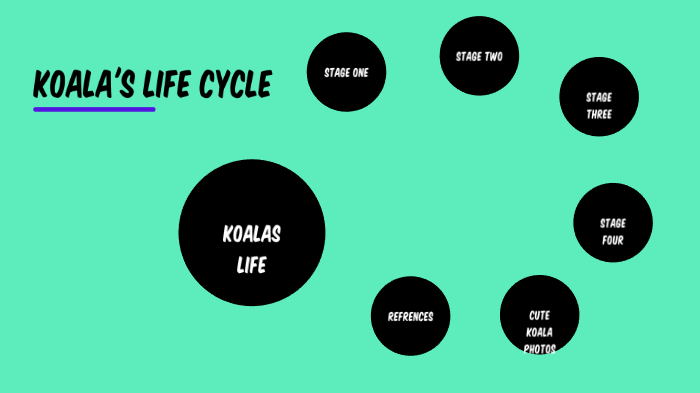 Australia Koala Life Cycle