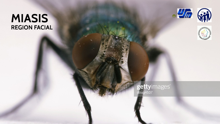 Miasis by Estefany Barco on Prezi