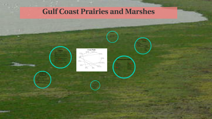 Gulf Coast Prairies And Marshes by kariana dargan on Prezi