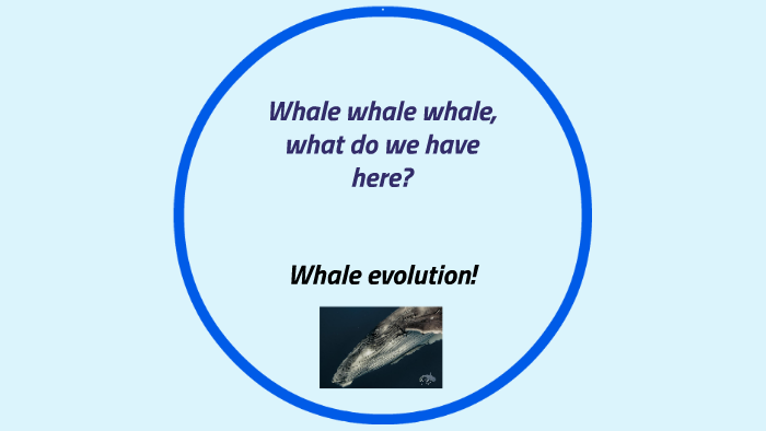 Whale whale whale, what do we have here? by Rachel Frye on Prezi