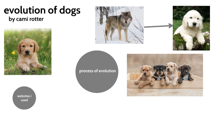 evolution of dogs by Camila Rotter on Prezi