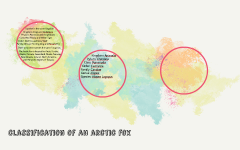 classification of an arctic fox by Karen Portillo on Prezi