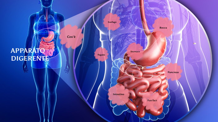 APPARATO DIGERENTE by HANIN YOUSEF on Prezi