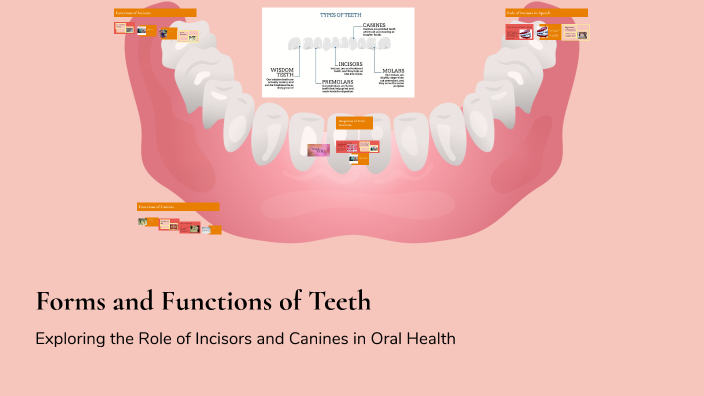 Forms and Functions of Teeth by ساره منير on Prezi