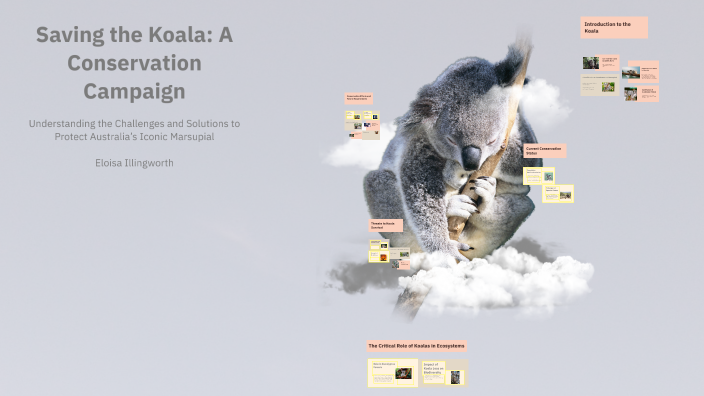 Saving the Koala: A Conservation Campaign by Eloisa Illingworth on Prezi