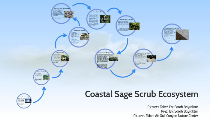Coastal Sage Scrub Ecosystem by Sarah Bayraktar on Prezi